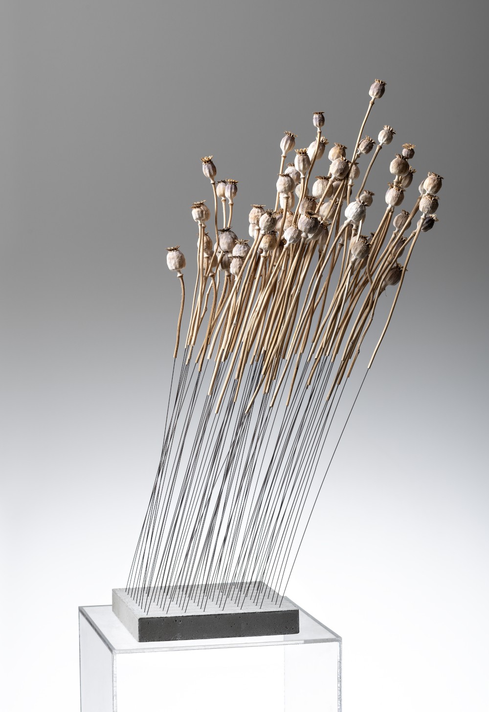 divine spark | Anja Maria Strauss